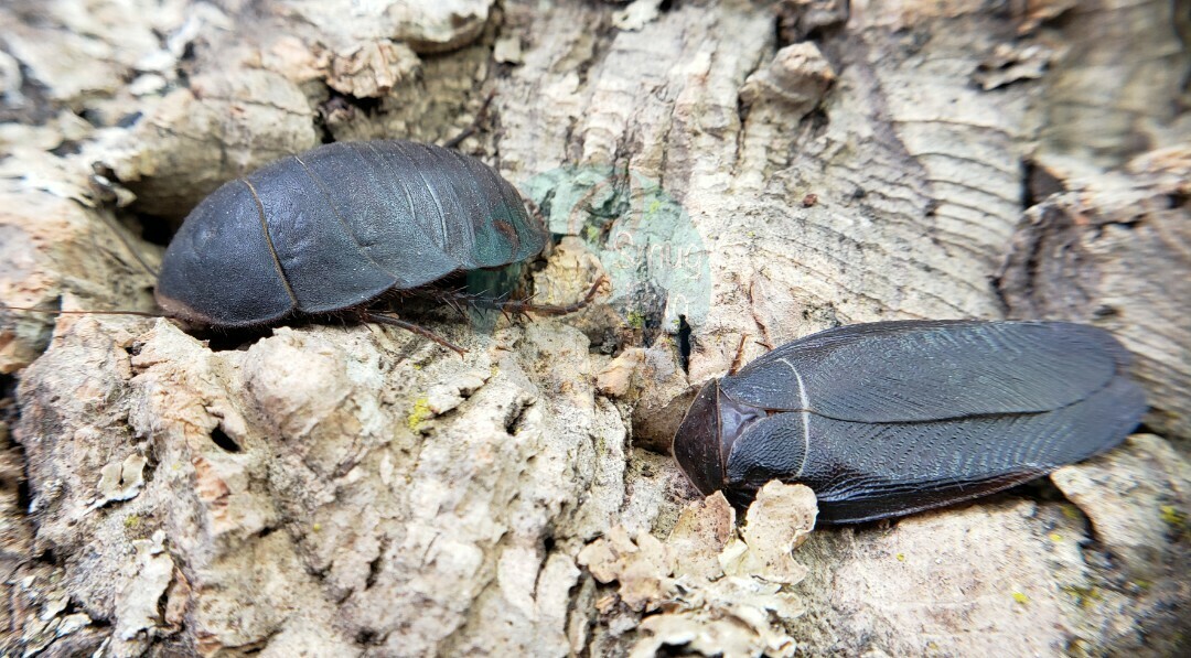Polyphaga aegyptiaca "Egyptian sand roach"