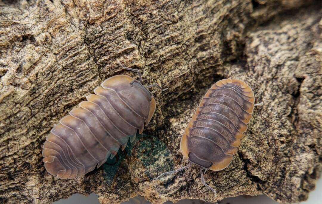 Cubaris sp. "red skirt"