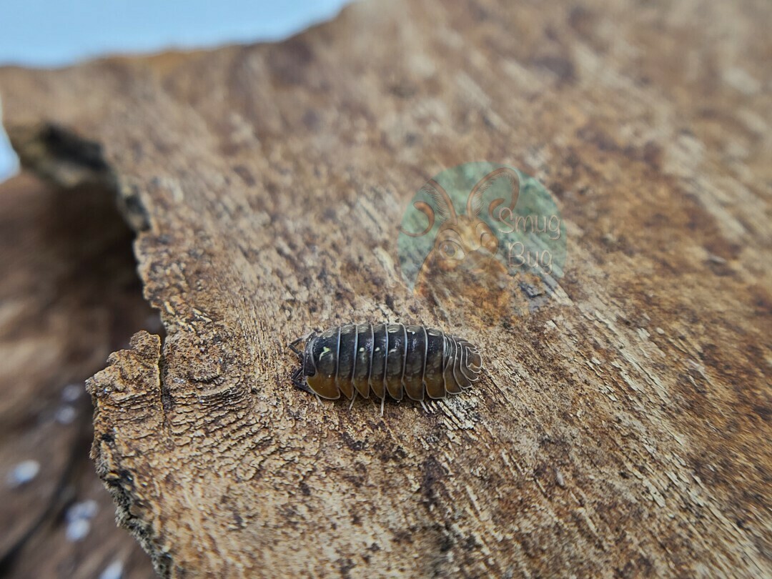 Isopoda sp. "Dream"
