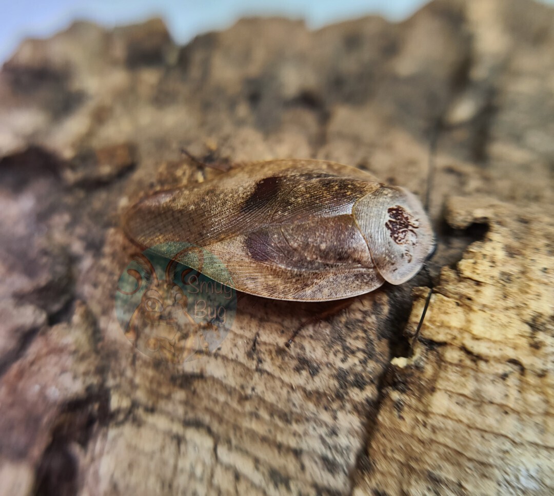 Gyna lurida "Porcelain roach"