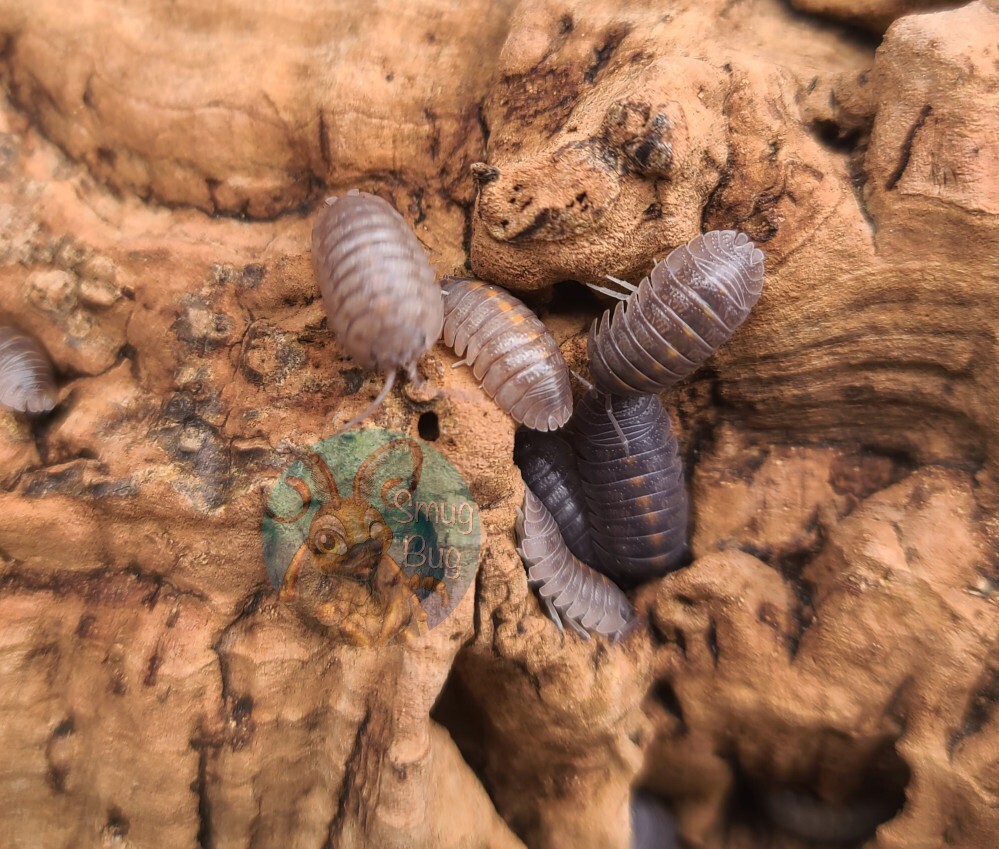 Armadillidium sp. "Orange stripe, Sicily"