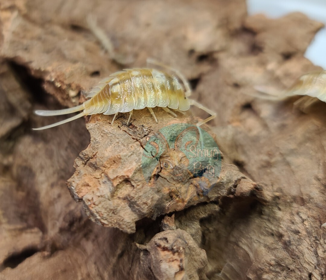 Porcellio expansus "Autumnal Equinox"