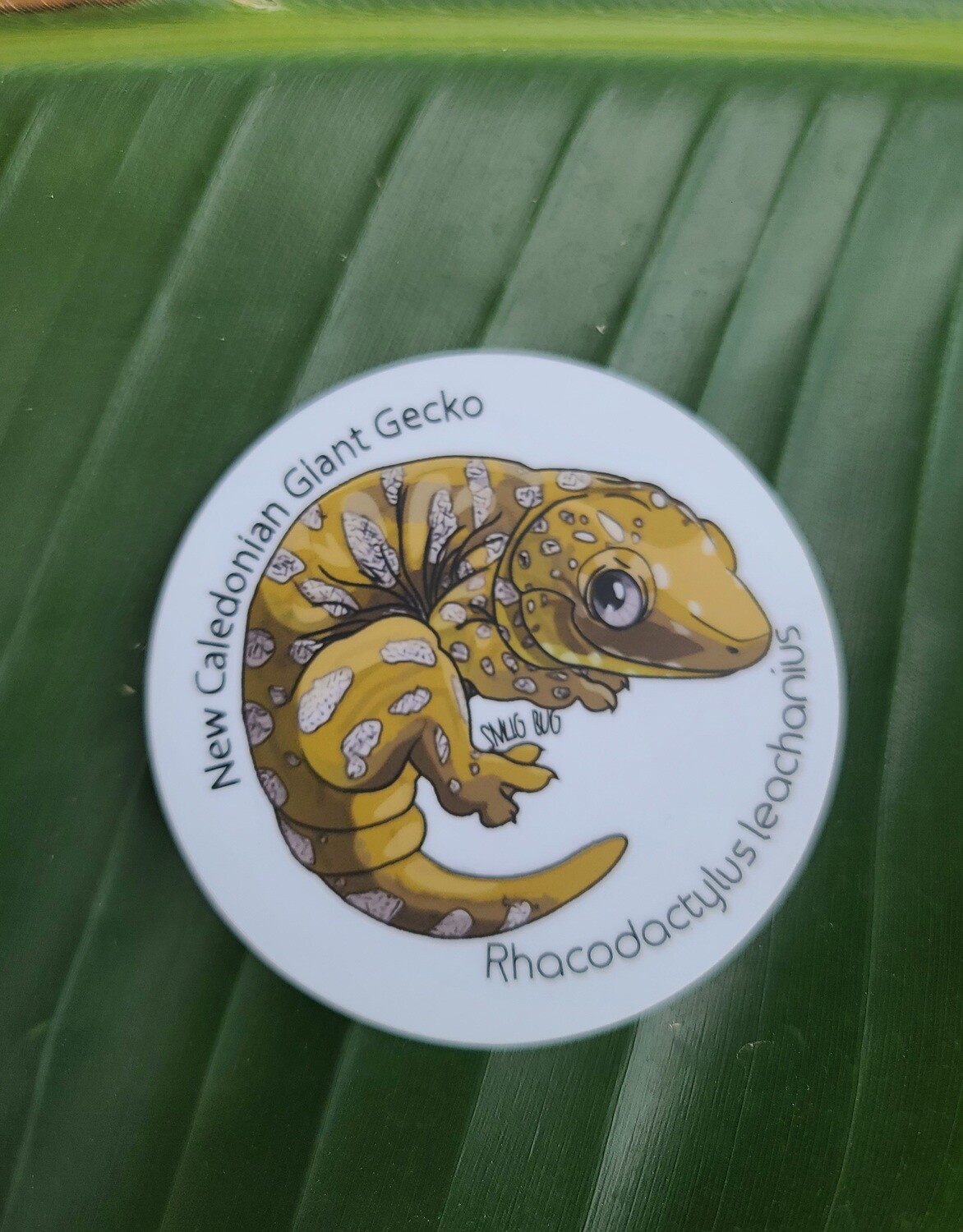 Leachie Gecko Sticker