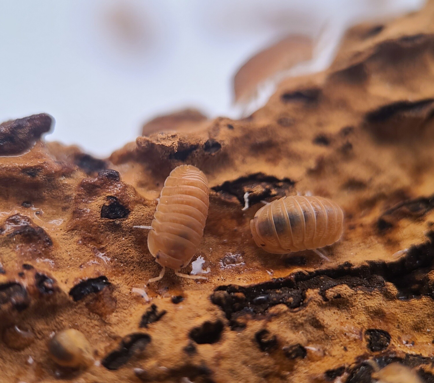 Cubaris murina "little sea roly poly"