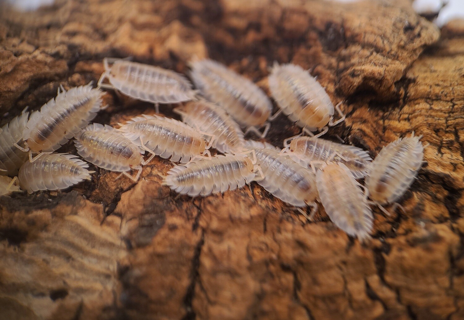 Oniscus asellus "White"