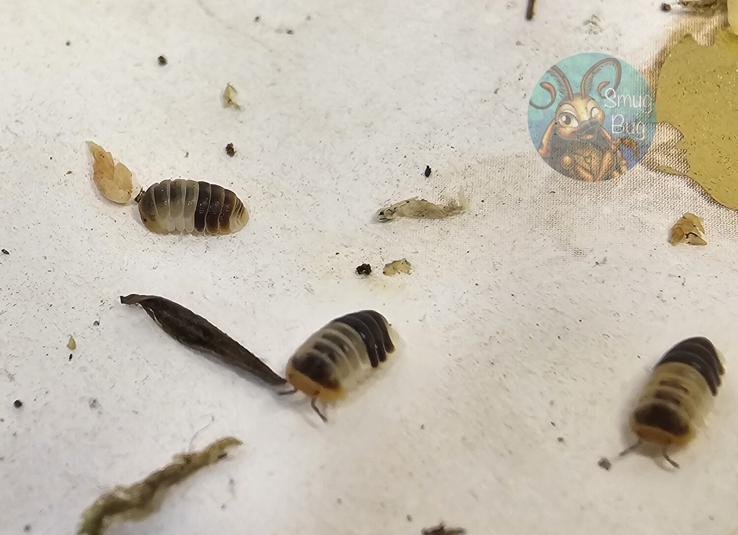 Cubaris murina "little sea roly poly"