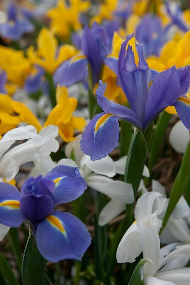 Dutch Iris Mixed Bulbs (10)