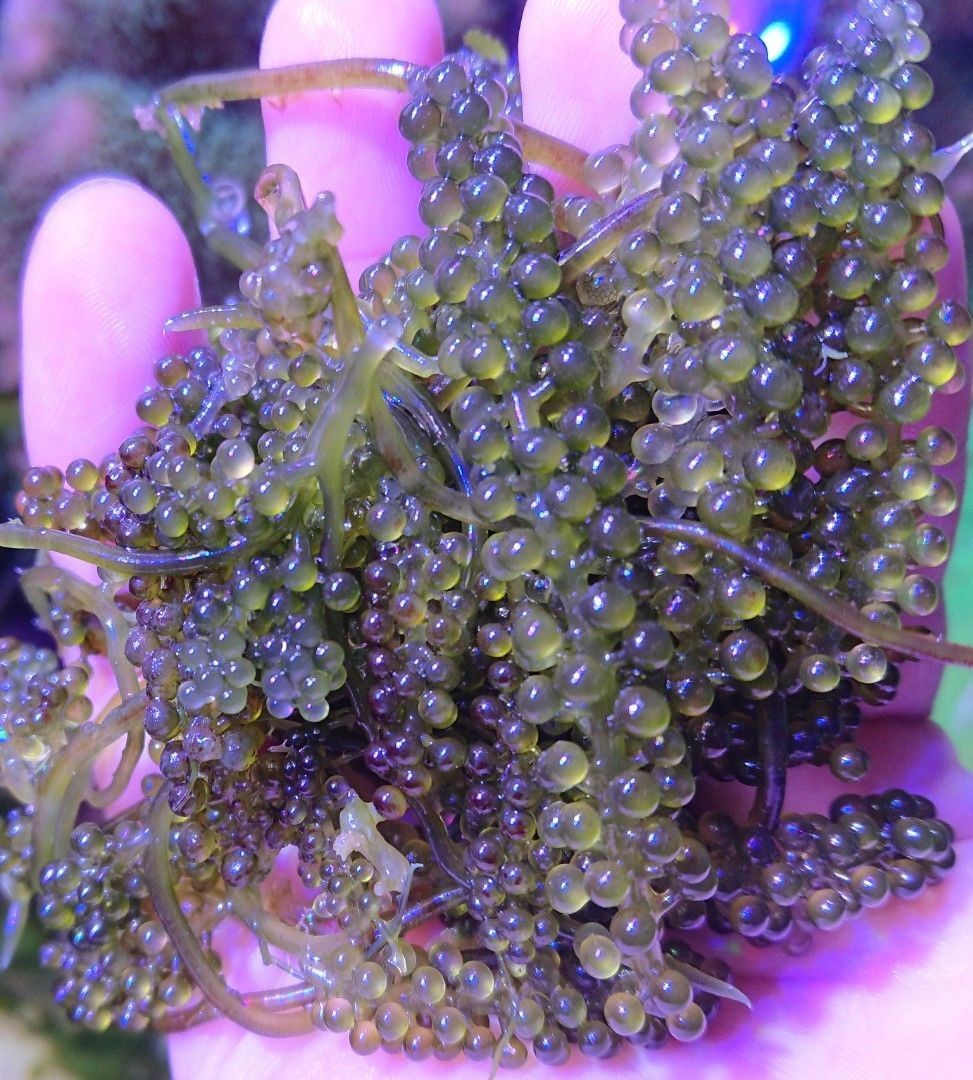 Caulerpa Lentillifera Green Grape