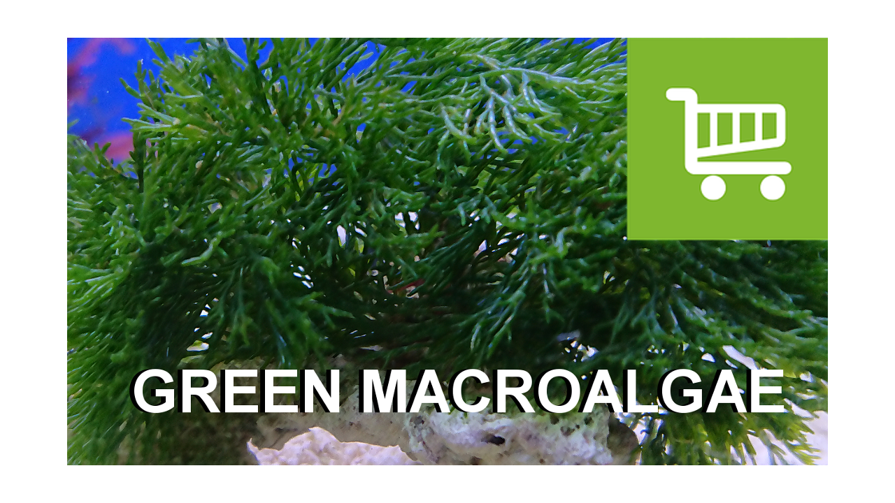 GREEN MACROALGAE