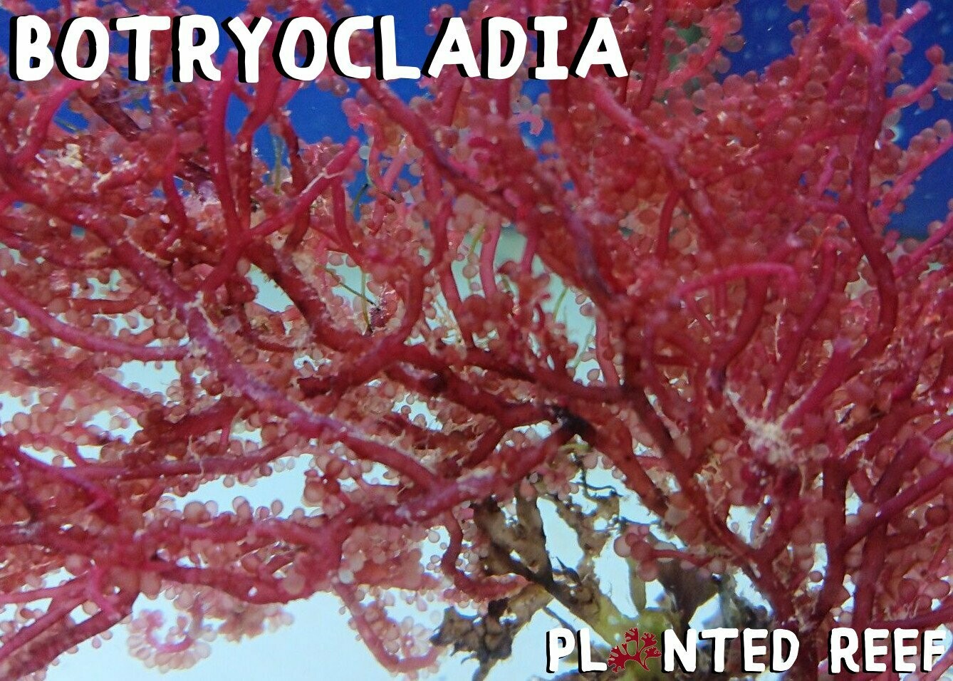 Botryocladia botryoides Red Grape