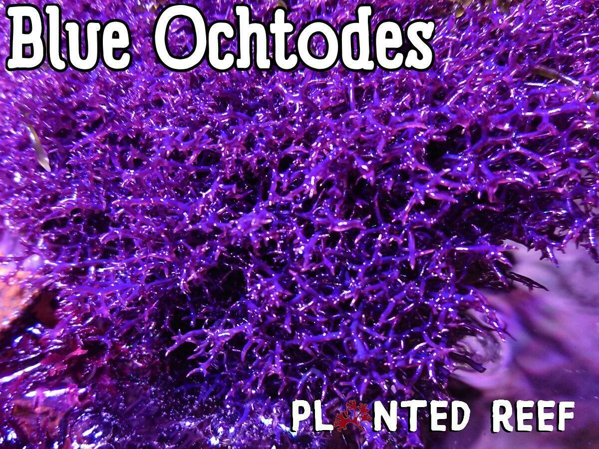 Blue Ochtodes Macroalgae