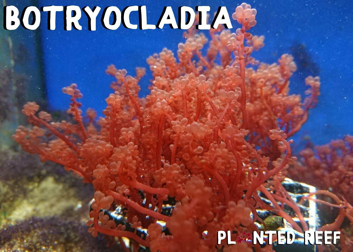 Botryocladia botryoides Red Grape Macroalgae