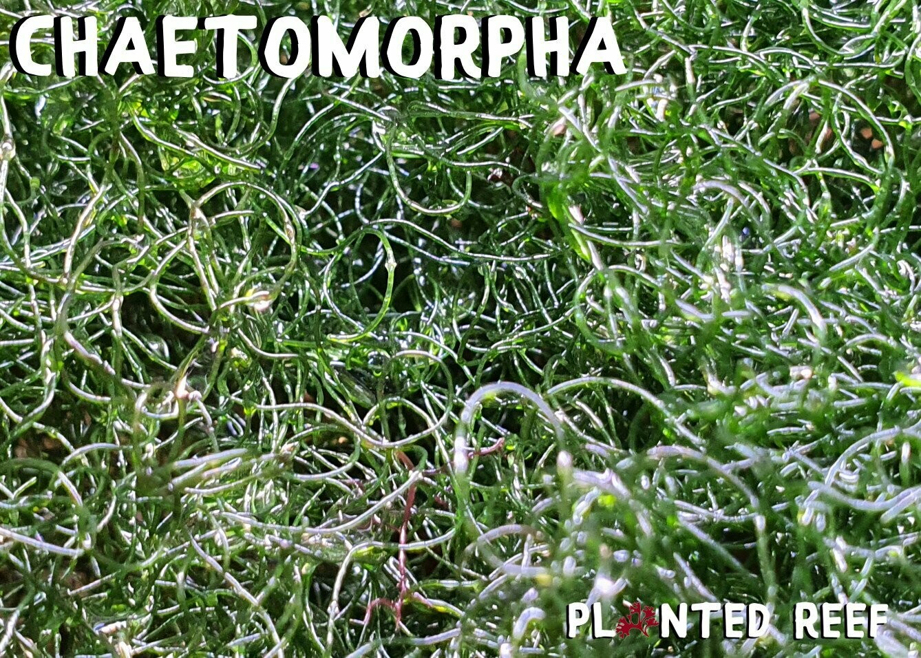 Chaeto Ball Refugium Starter Chaetomorpha Macroalgae
