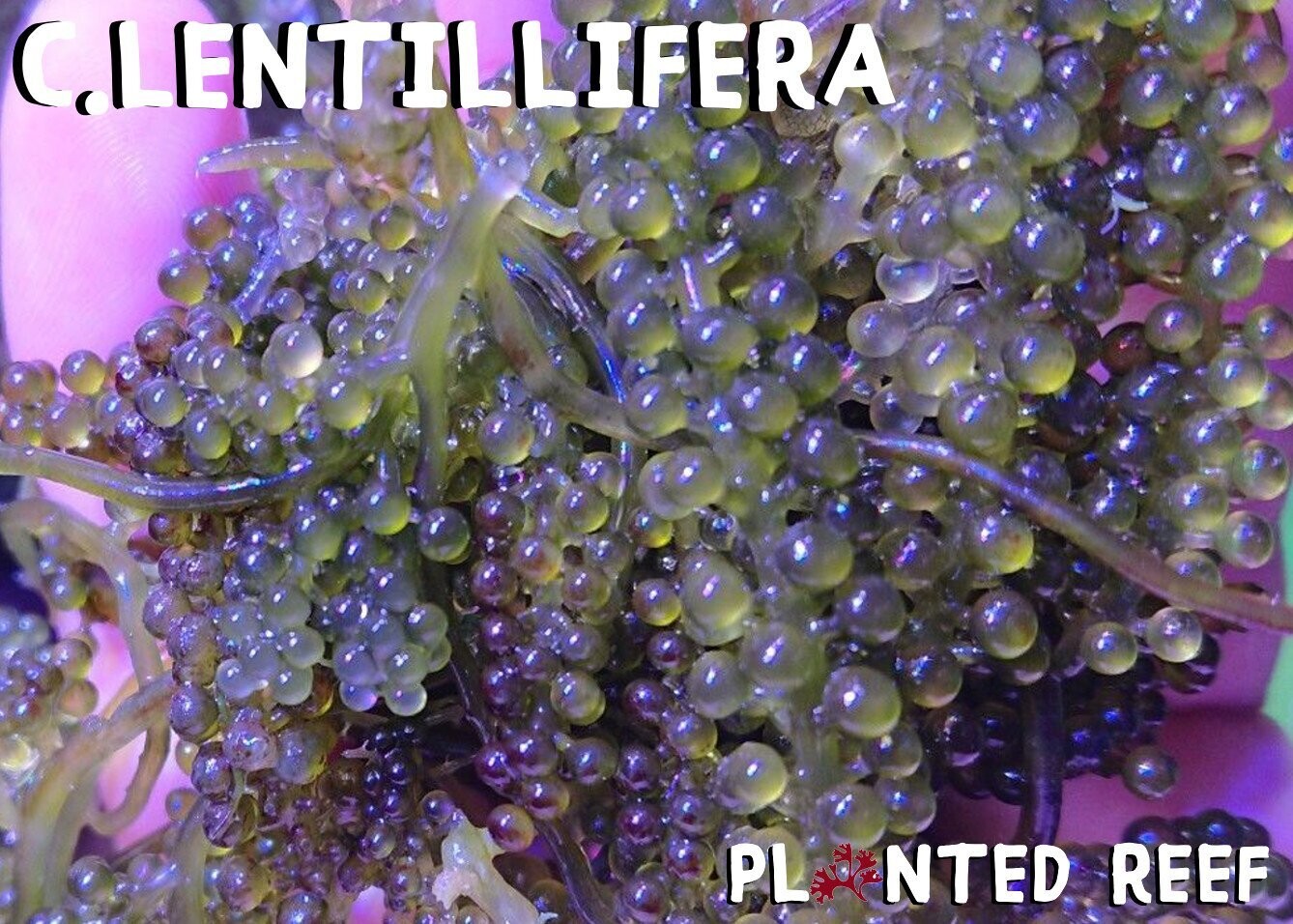 Caulerpa Lentillifera Green Grape Macroalgae