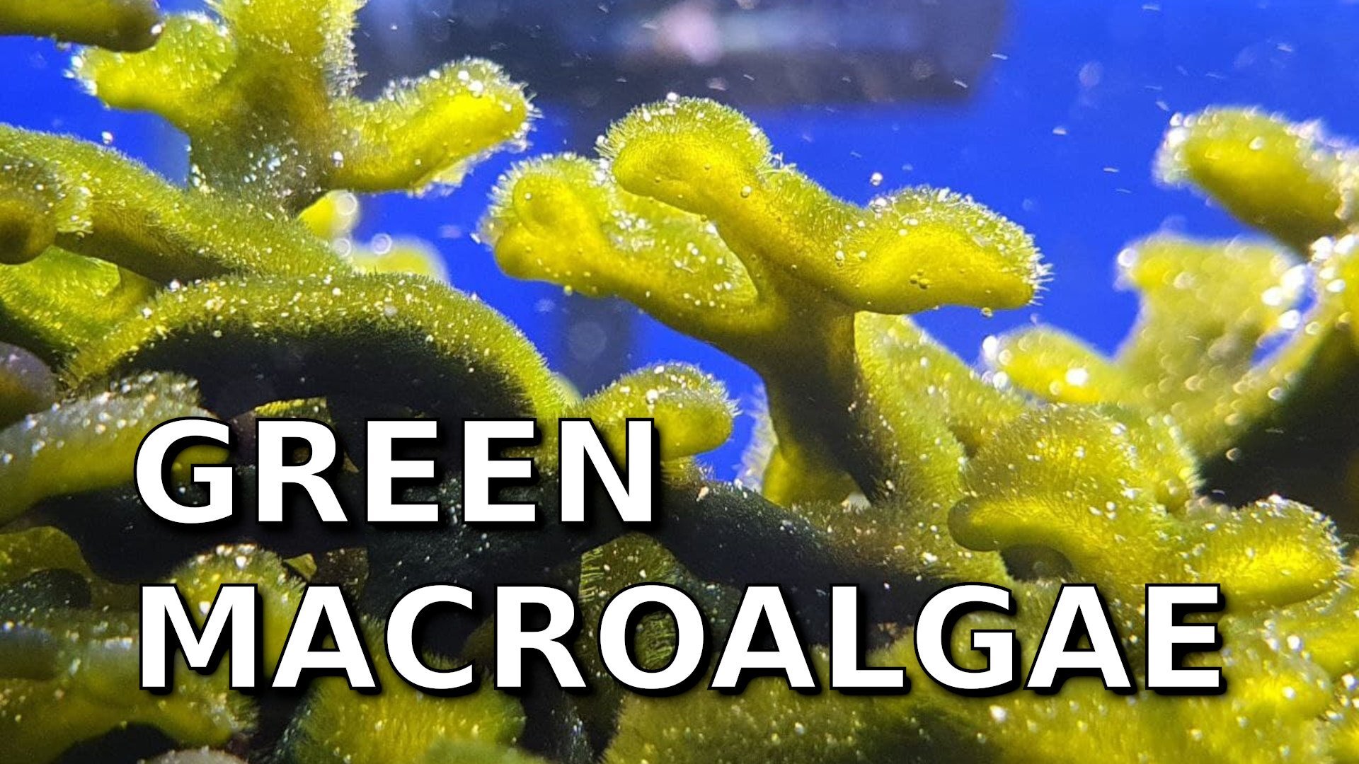 GREEN MACROALGAE