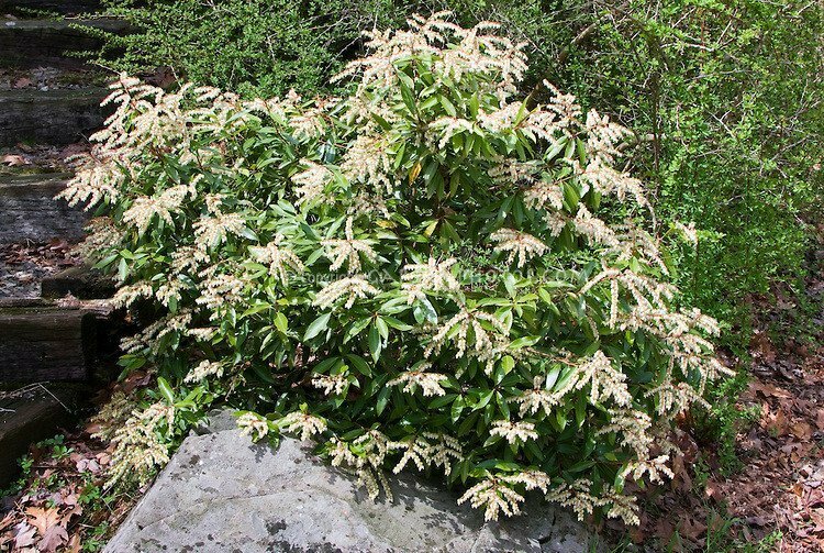 Andromeda 'Cavatine' - Pieris Japonica