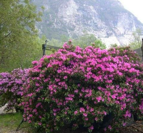Azalea 'Purple Splendor'