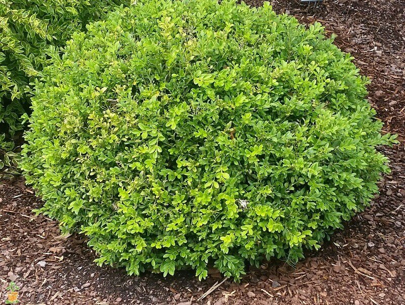 Boxwood 'Baby Gem' - Buxus