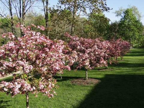 Crabapple 'Candymint' - Malus Sargentii