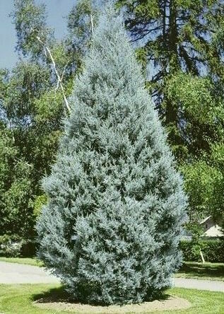 Cypress 'Blue Ice' - Cupressus Glabra