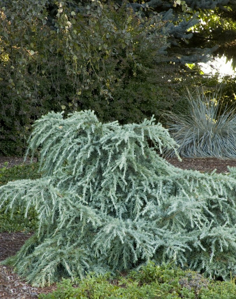 Deodar Cedar 'Feelin' Blue' - Cedrus Deodara