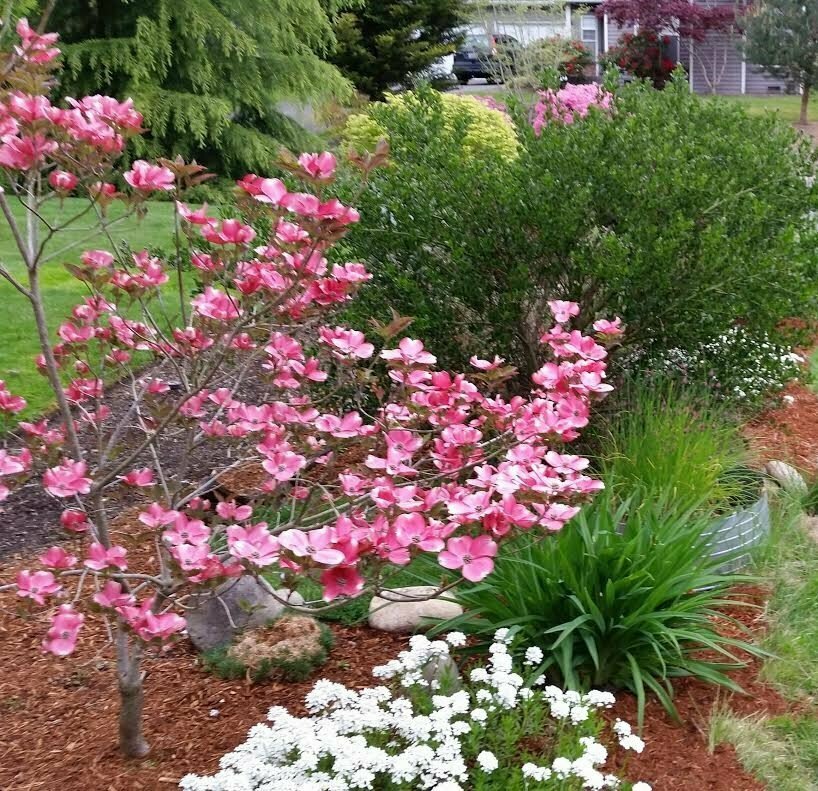 Dogwood 'Red Pygmy' - Cornus Florida