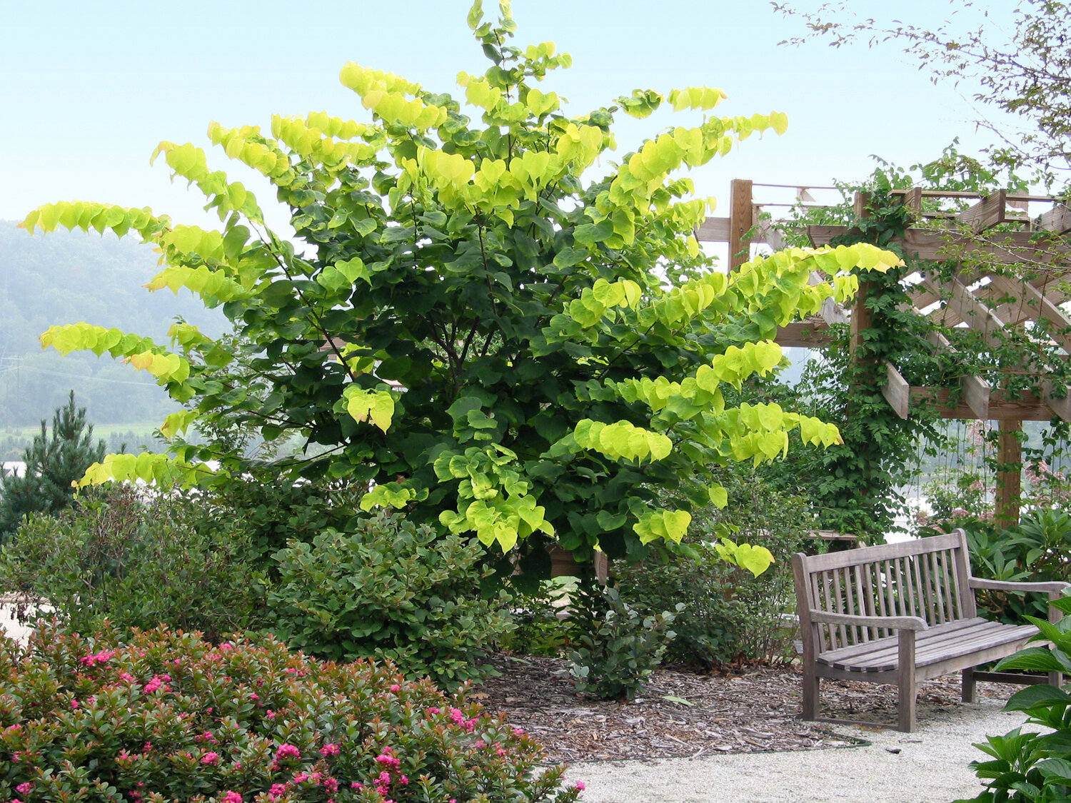 Eastern Redbud 'Hearts of Gold' - Cercis Canadensis