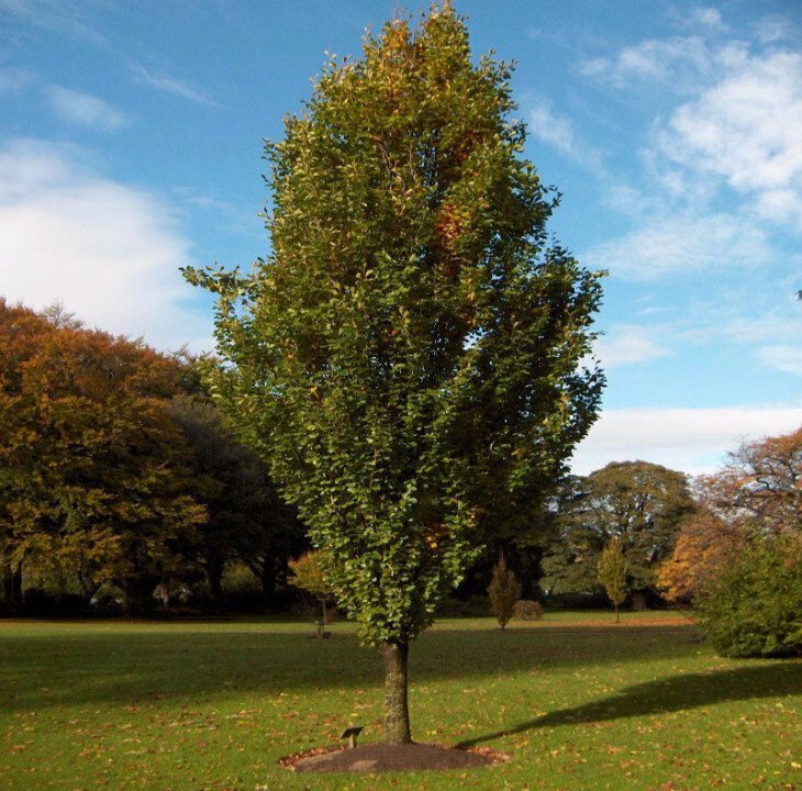 Golden European Beech 'Dawyck Gold' - Fagus Sylvatica