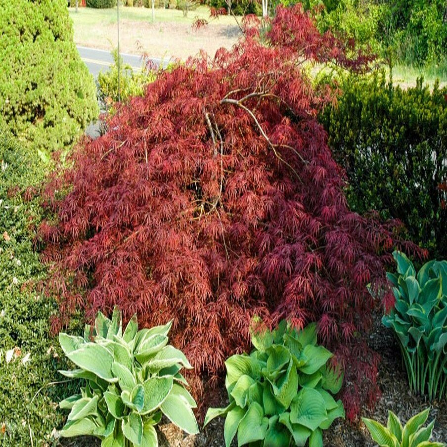 Japanese Maple 'Threadleaf' - Acer Palmatum