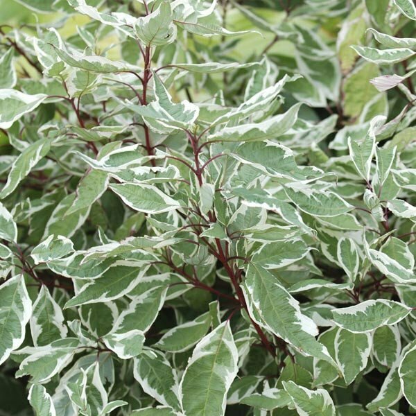 Red Twig Dogwood 'Cardinal' - Cornus Sericea