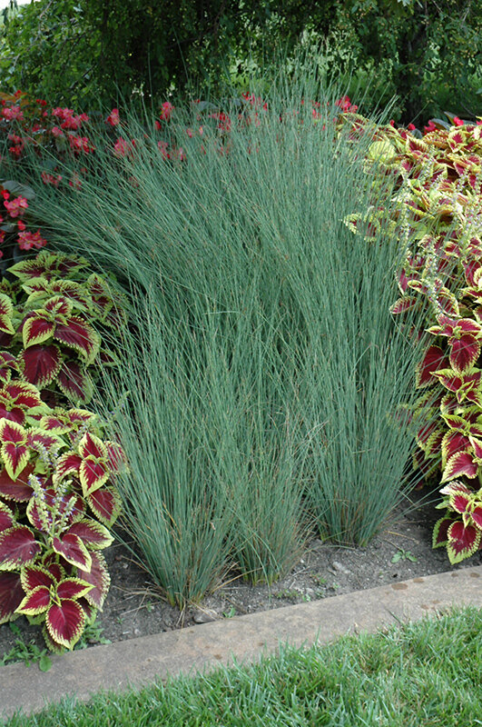 Rush 'Blue Arrows' - Juncus Effusus