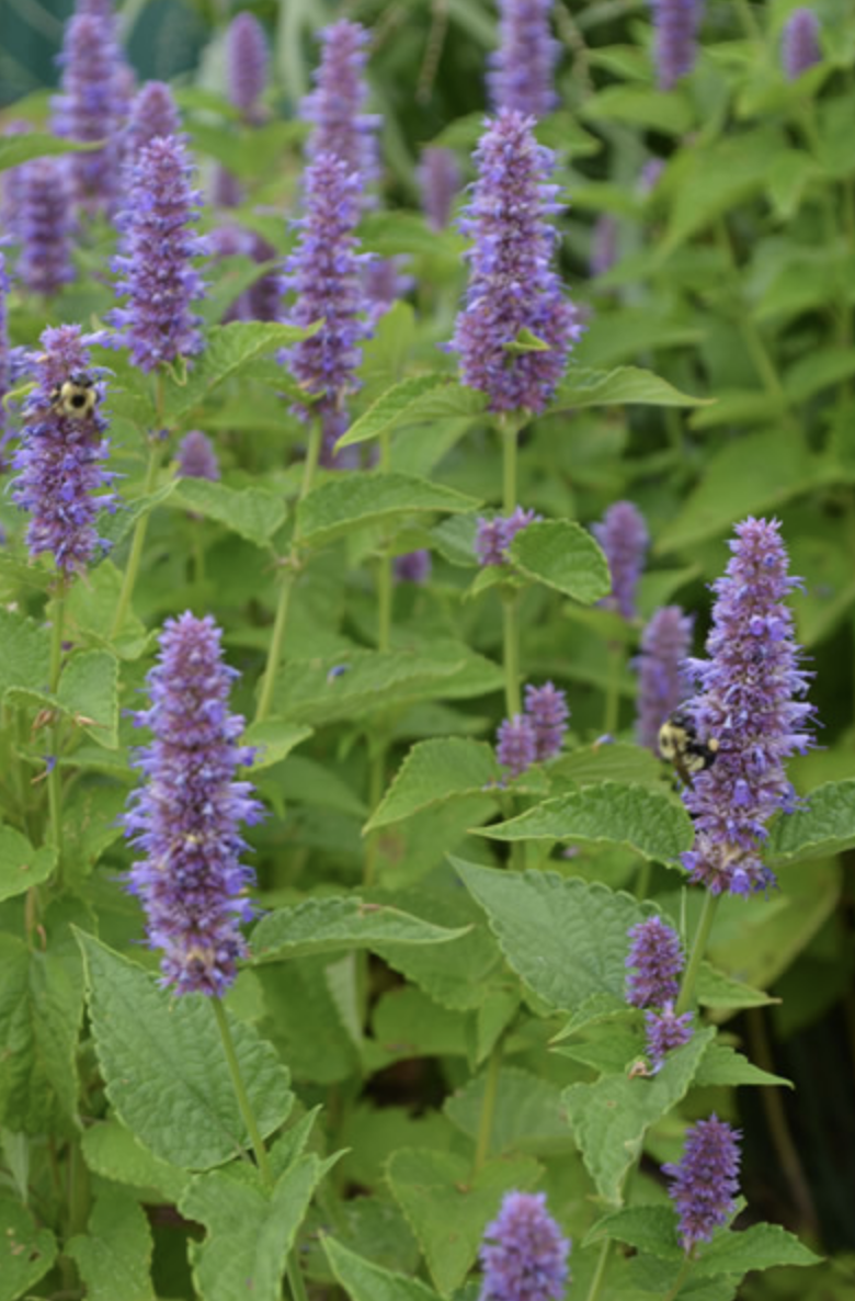 Agastache