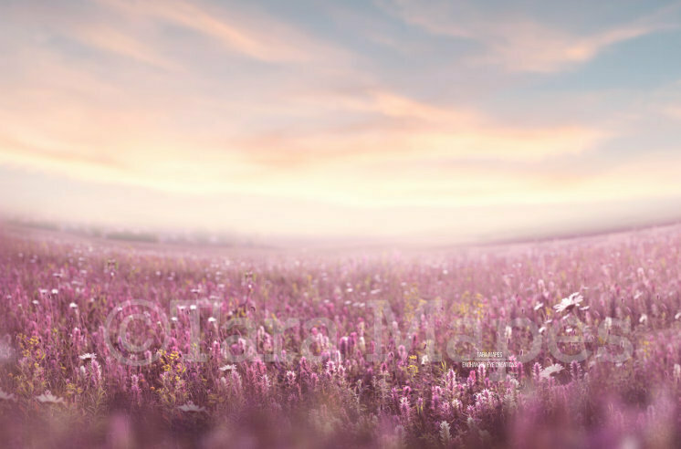 Field of Pink Flowers with Sun Creamy Digital Background Backdrop