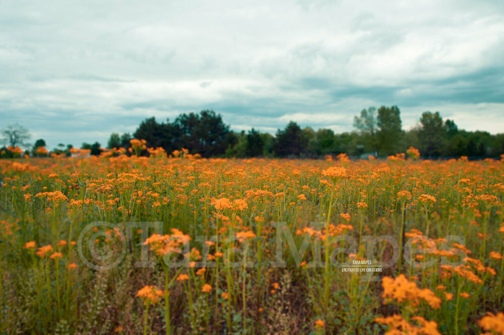 Field of Orange Flowers in Country Nature Digital Background Backdrop