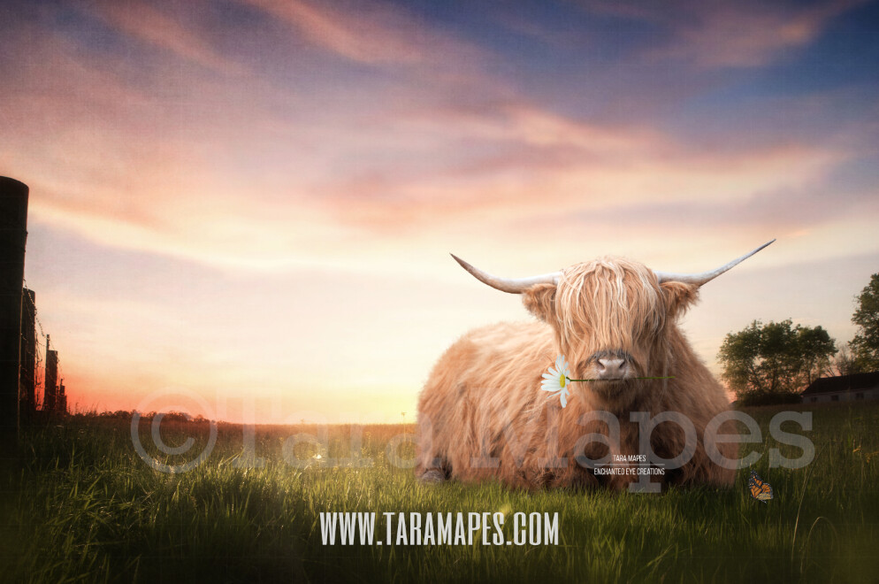 Highland Cow in Field- Spring Scene Farm Scene - Country Digital ...
