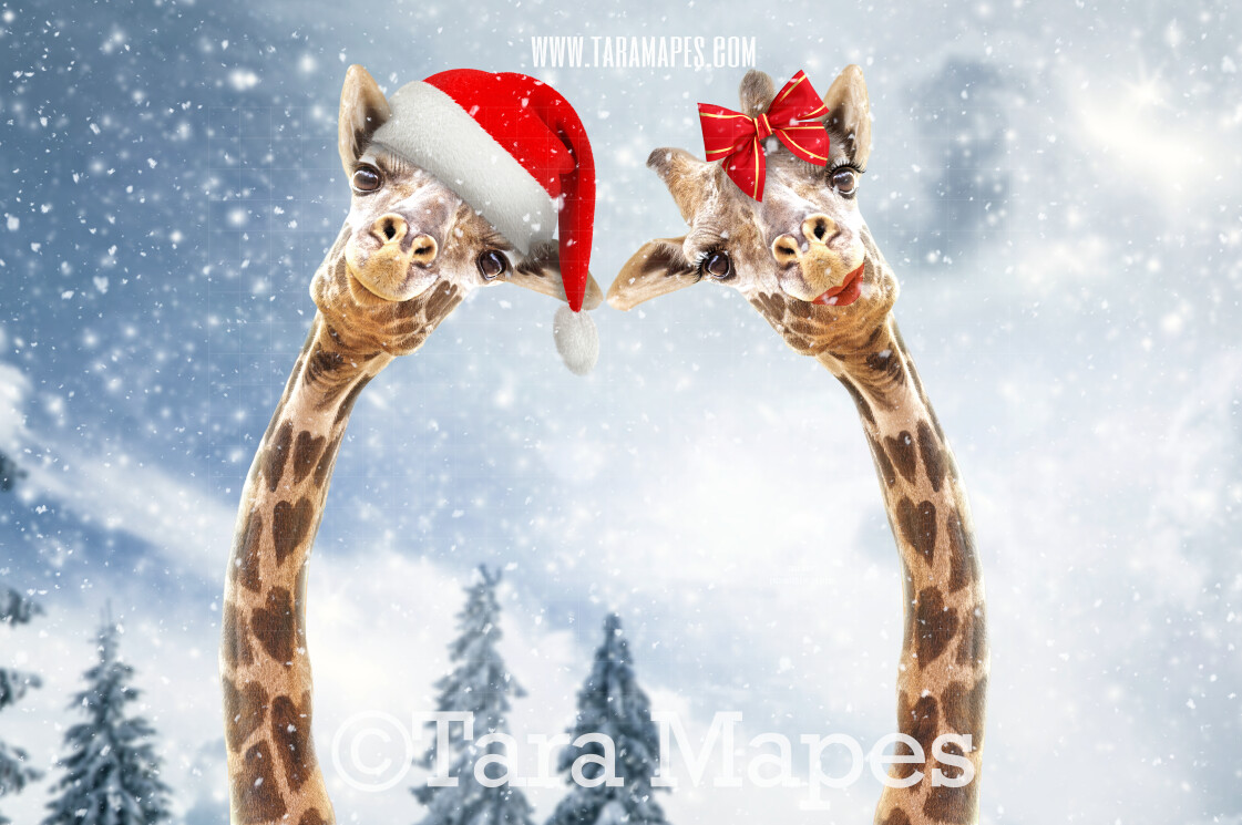 Christmas Giraffes in Snow by Pine Trees -Free Snow overlay - Snowy ...