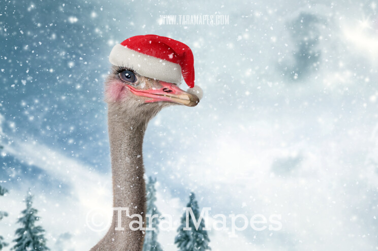 Smiling Ostrich in Snow - Christmas Ostrich -Free Snow overlay - Snowy ...