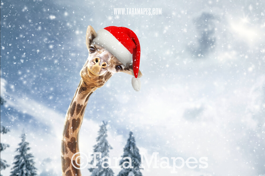 Christmas Giraffe in Snow by Pine Trees -Free Snow overlay - Snowy ...