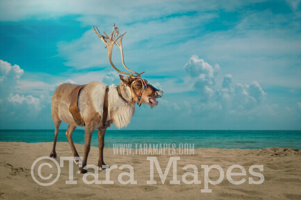 Beach Reindeer on Christmas Beach - Warm Christmas - Beach Christmas ...