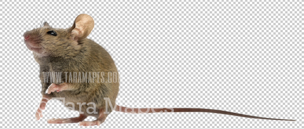 Mouse Overlay PNG - Cute Mouse Clip Art - Mouse PNG - Animal Overlay