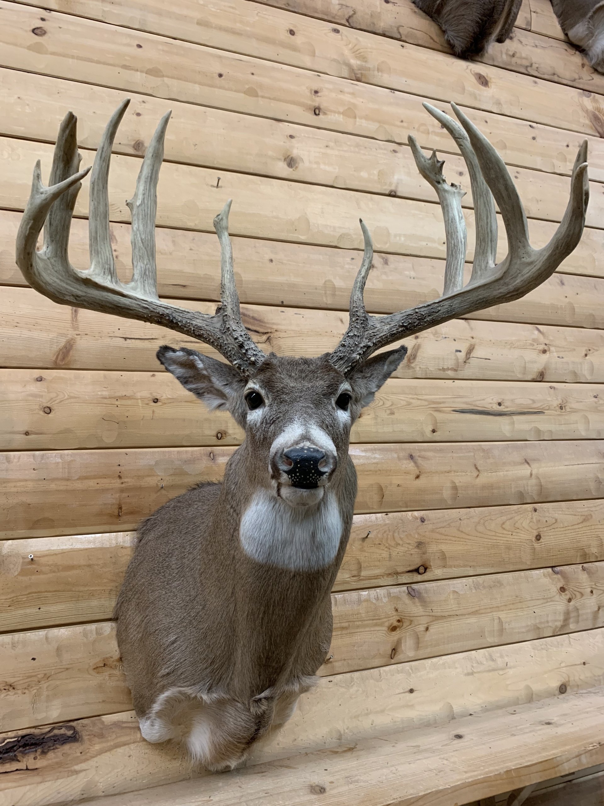 Antlered Animals
