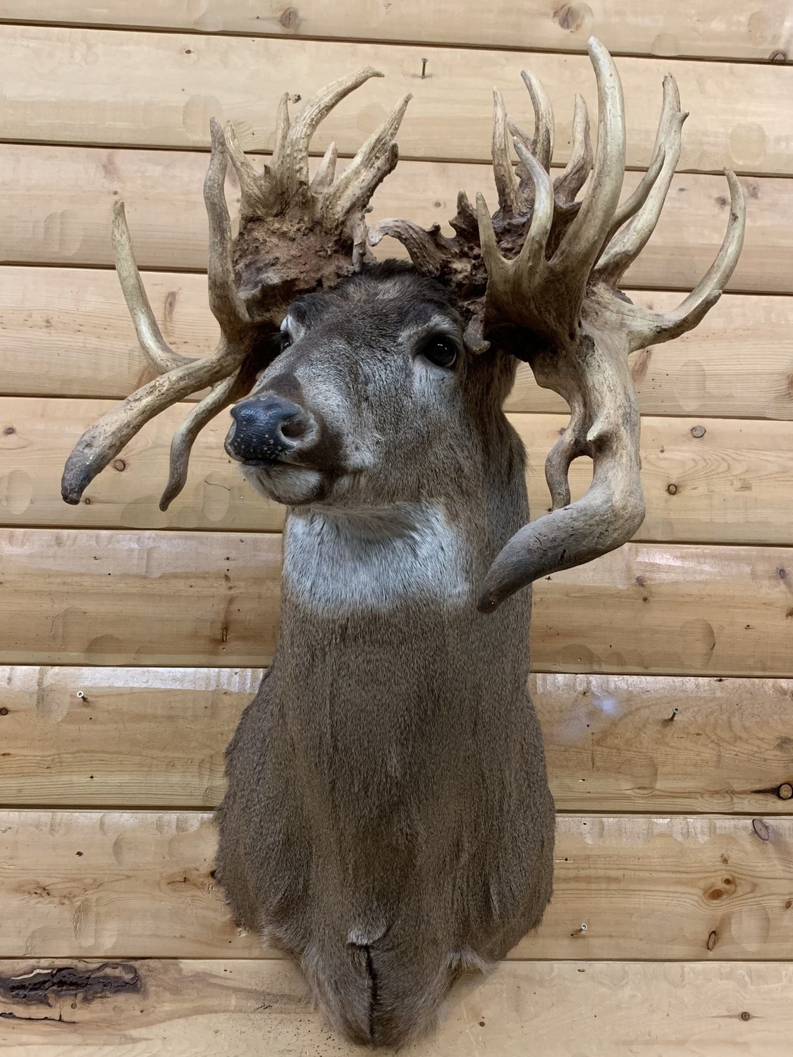 Sammy Walker Buck