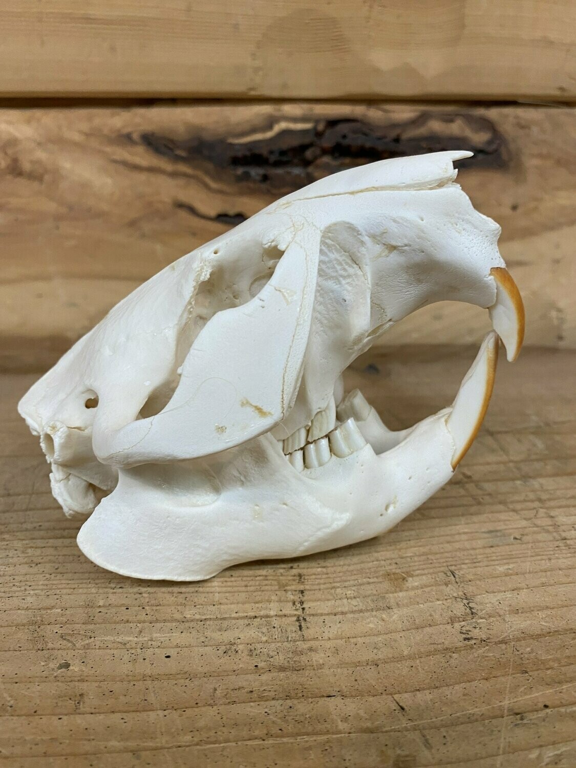 Beaver Skull
