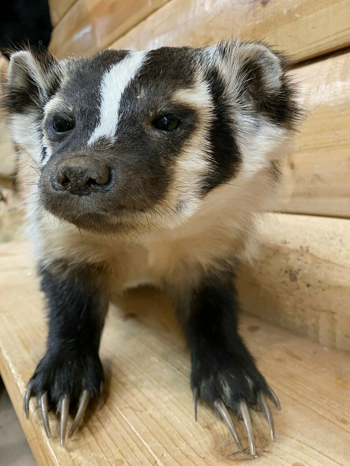 Badger 2