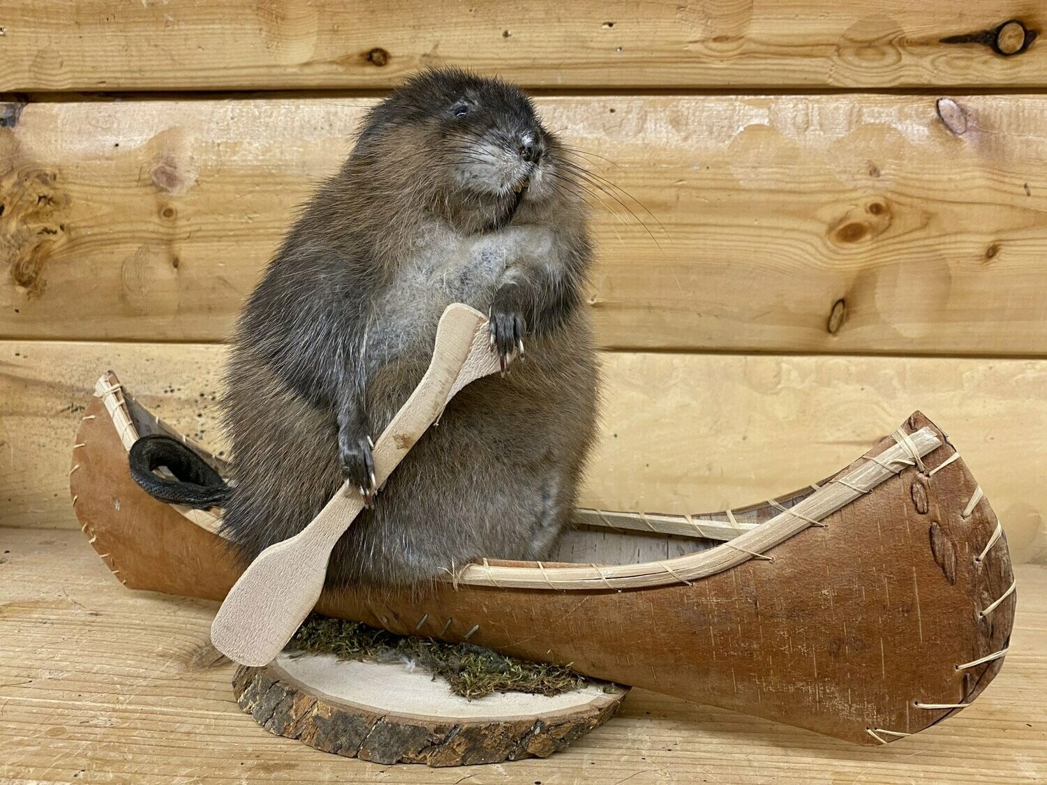 Canoeing Muskrat