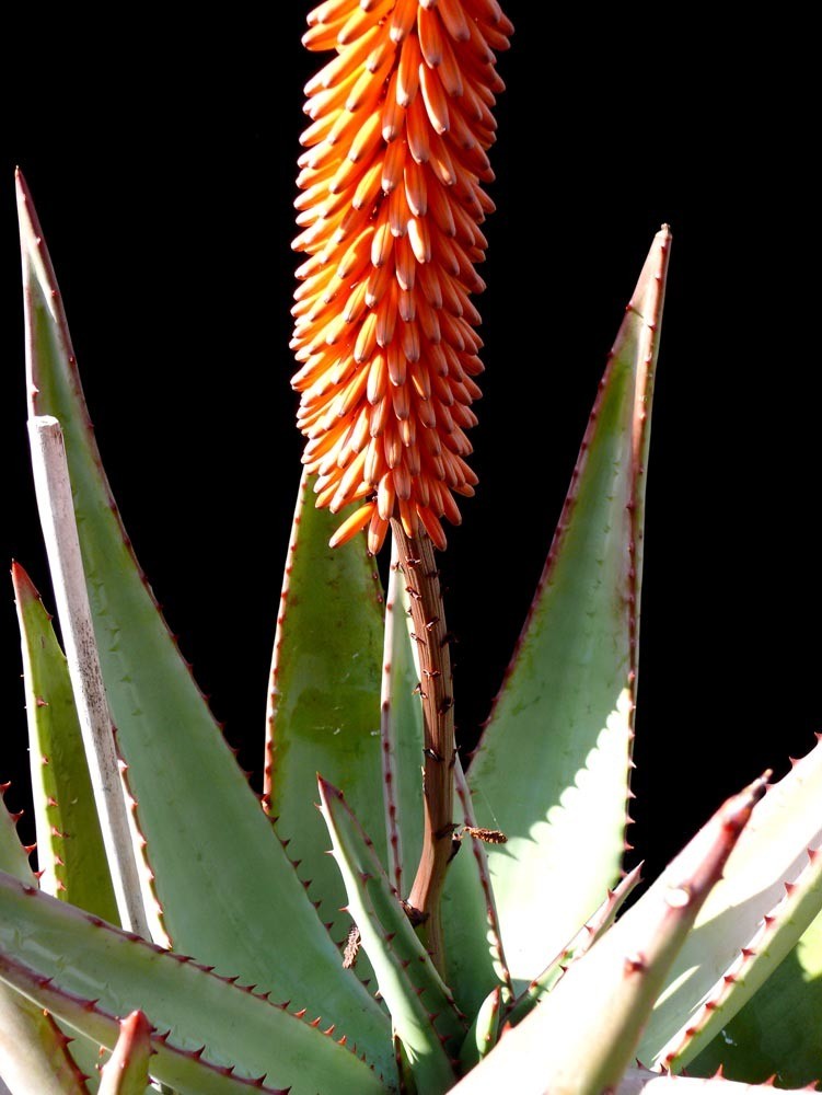 Aloe Ferox