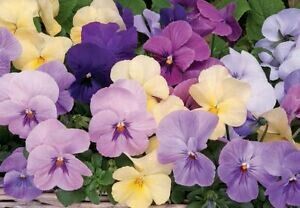 Panola Silhouette Mix pansy 4 pack