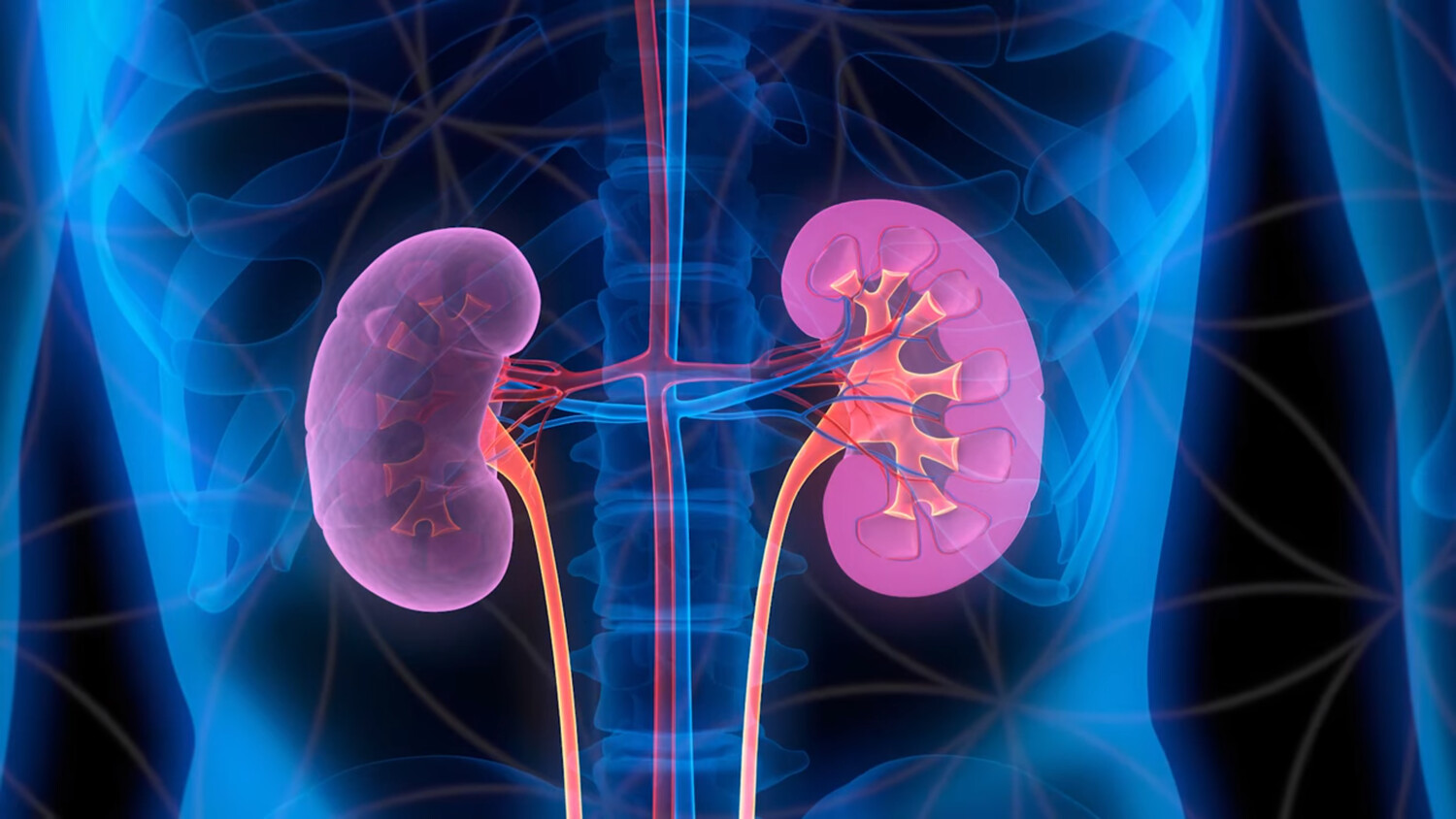 Kidney - 319.88 Hz - Organ Series