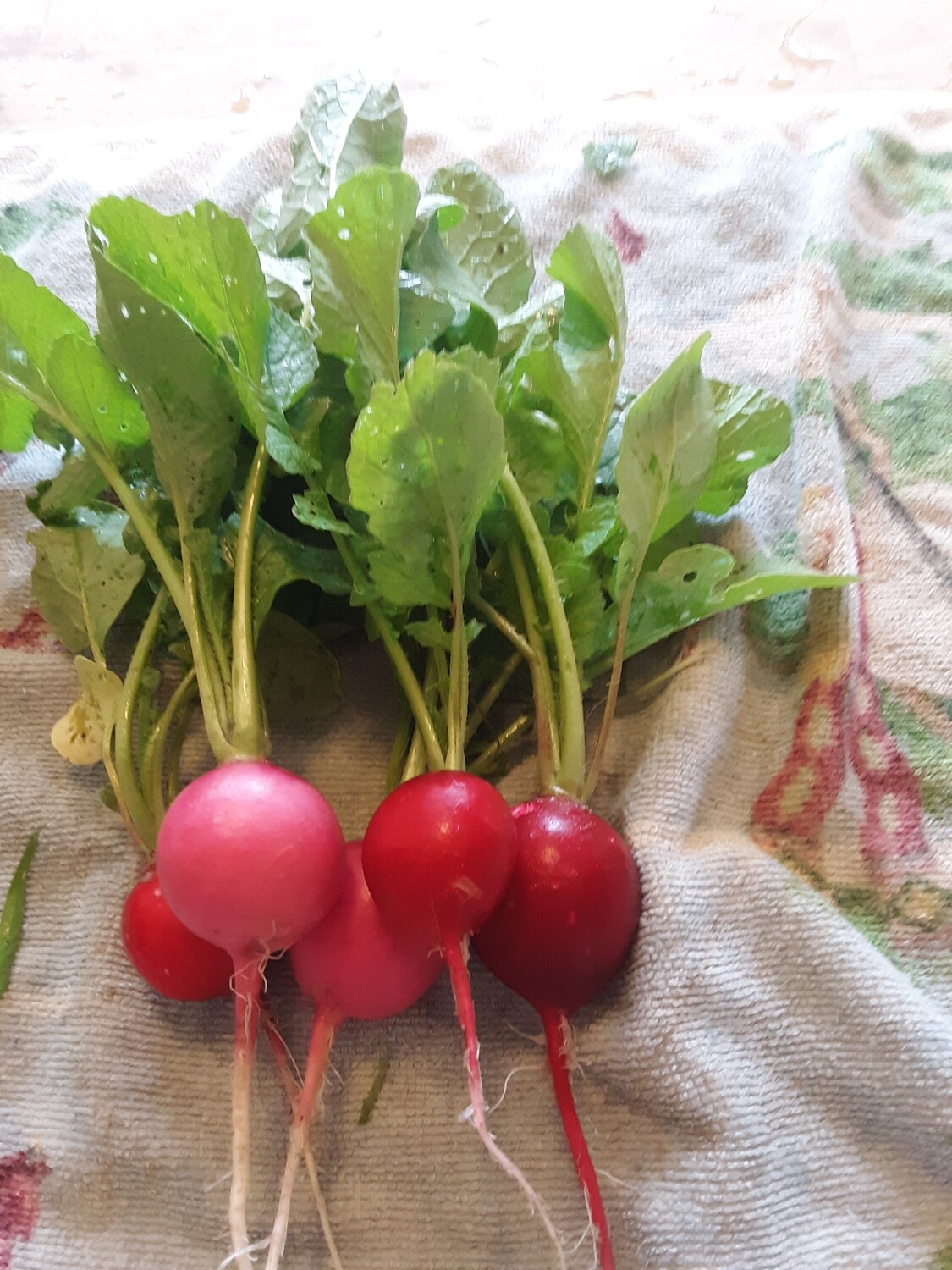 Vegetables, Red Radishes, bunch