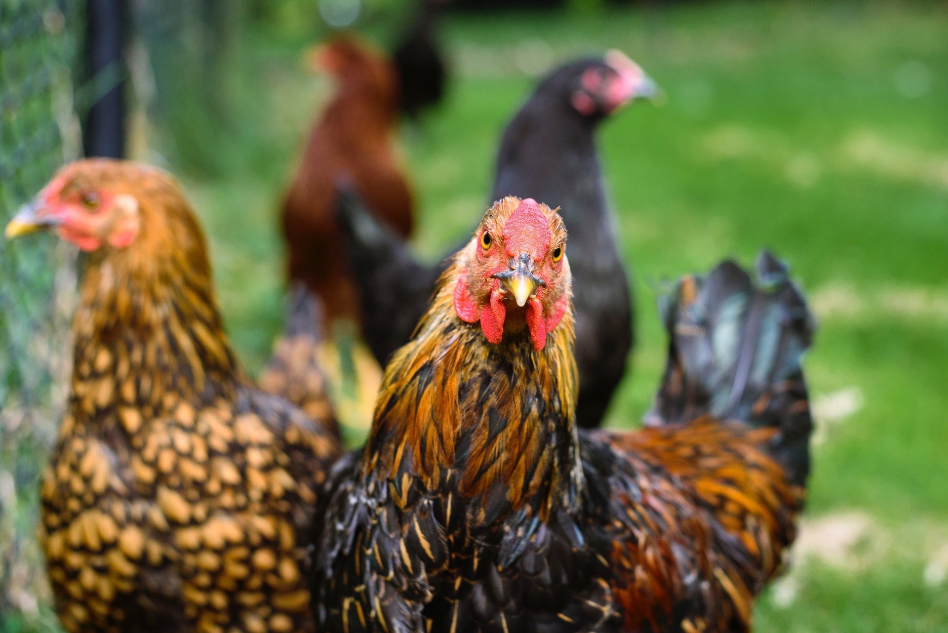 Poultry Feed Poultry Feed